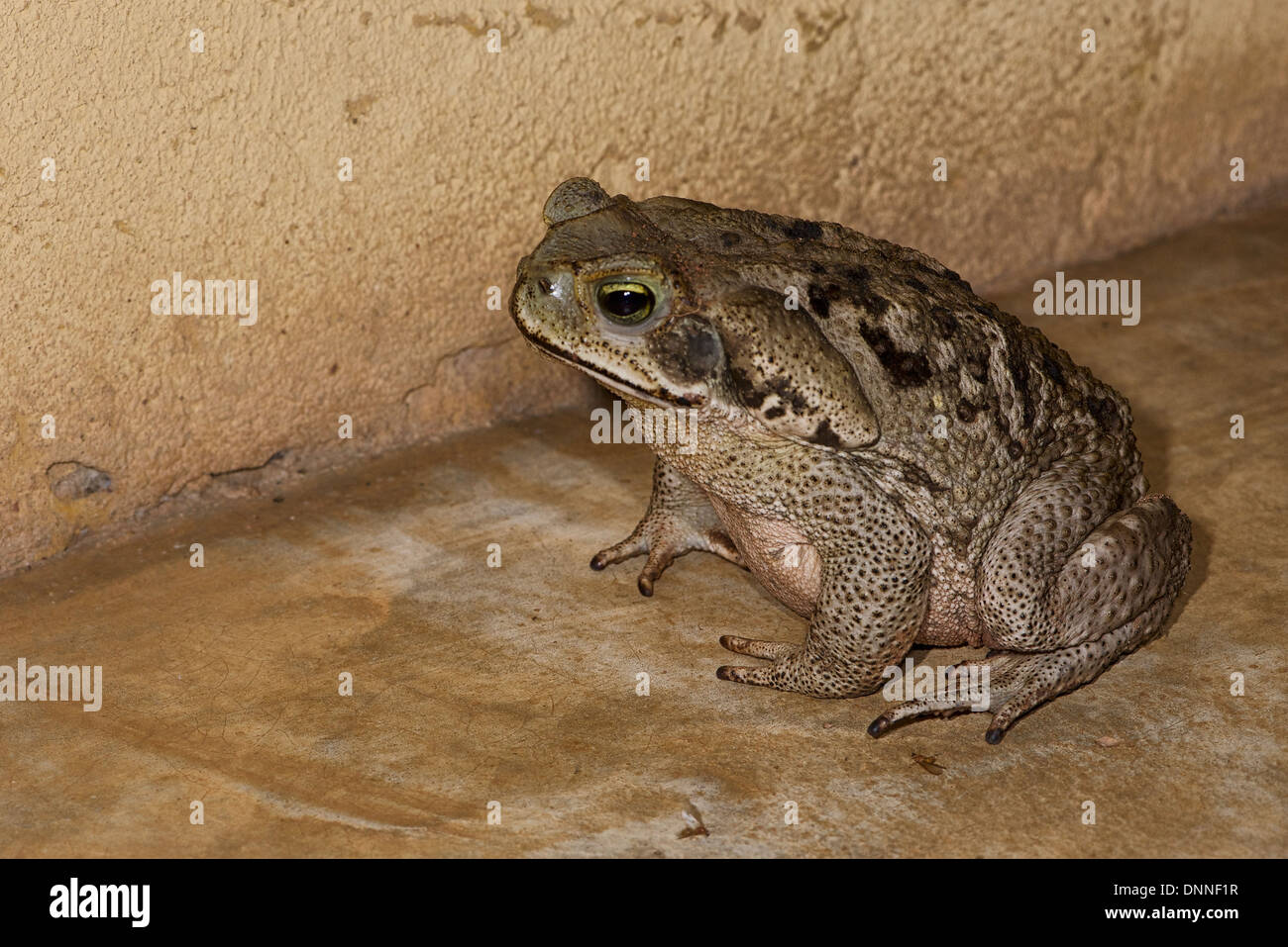 Cururu Toad (Bufo paracnemis), Jardim da Amazonia Lodge, Mato Grosso ...