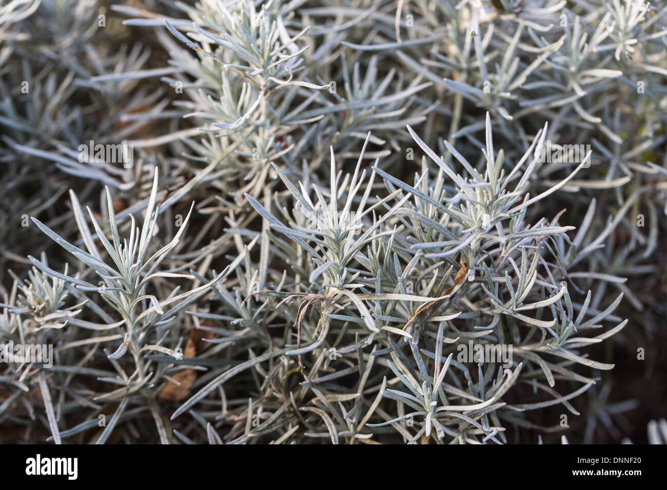Curry plant hi-res stock photography and images - Alamy