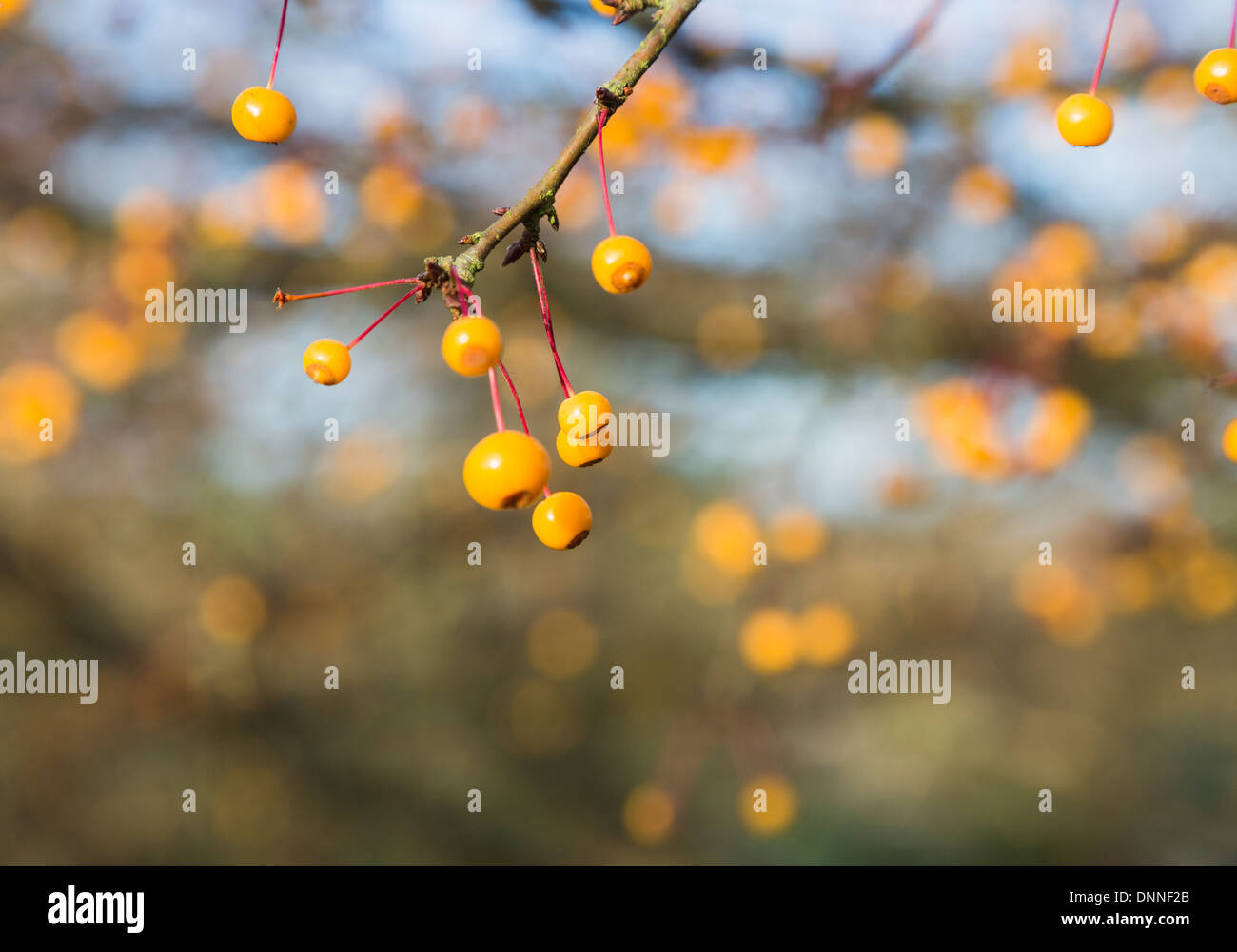Yellow crab apple fruits malus hi-res stock photography and images - Alamy