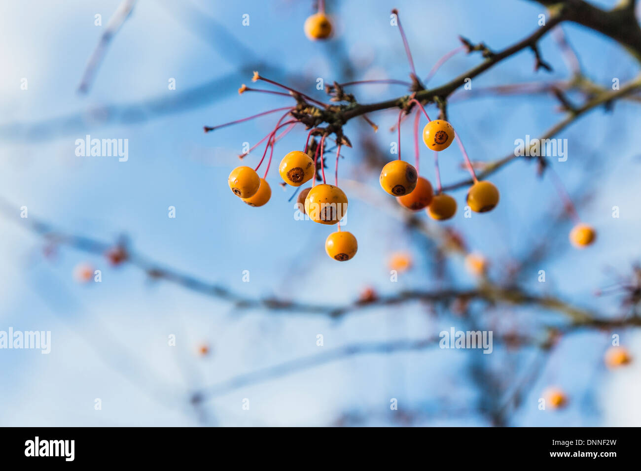 Yellow crab apple fruits of Malus transitoria against blue sky in ...