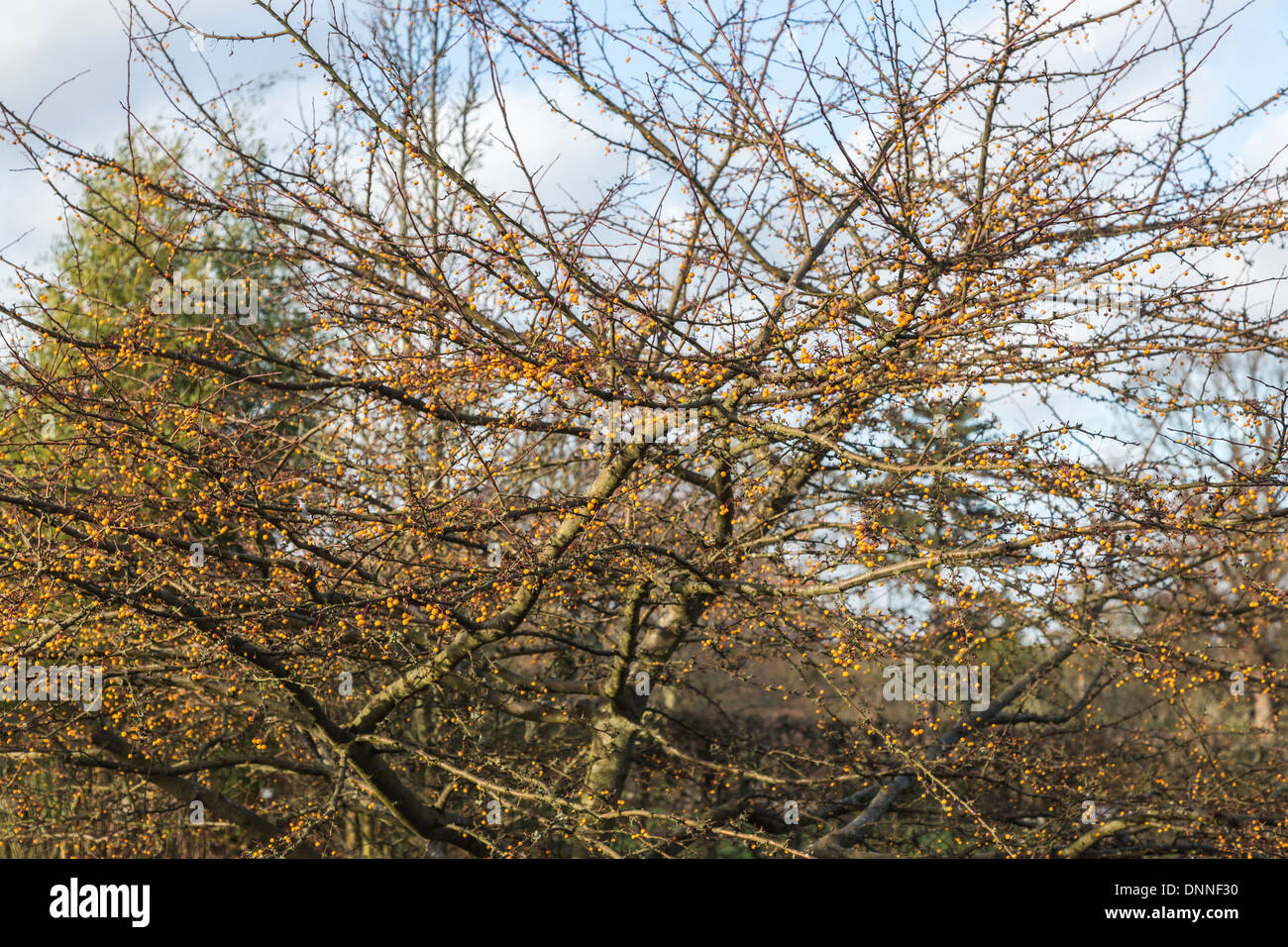 Crab Apple Tree In Winter