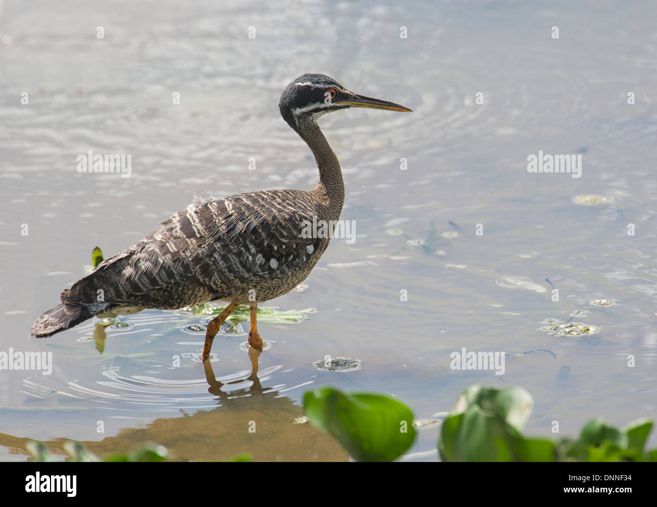Helias bird hi-res stock photography and images - Alamy