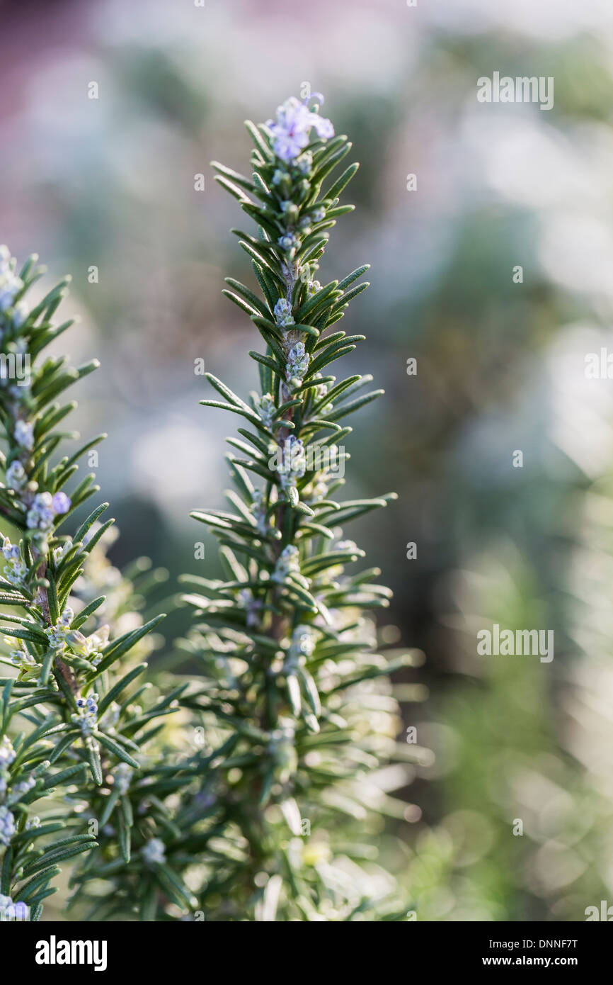 Rosemarinus officinalis, the rosemary herb with delicate blue flowers ...