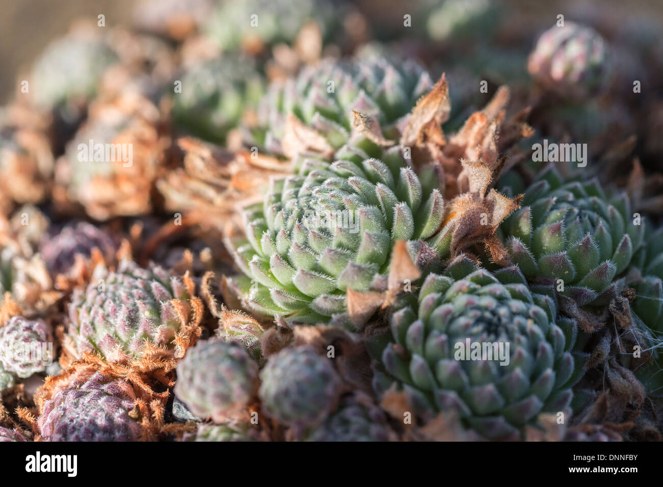 Sempervivum ruthenicum, a houseleek rock plant from Eastern Europe ...