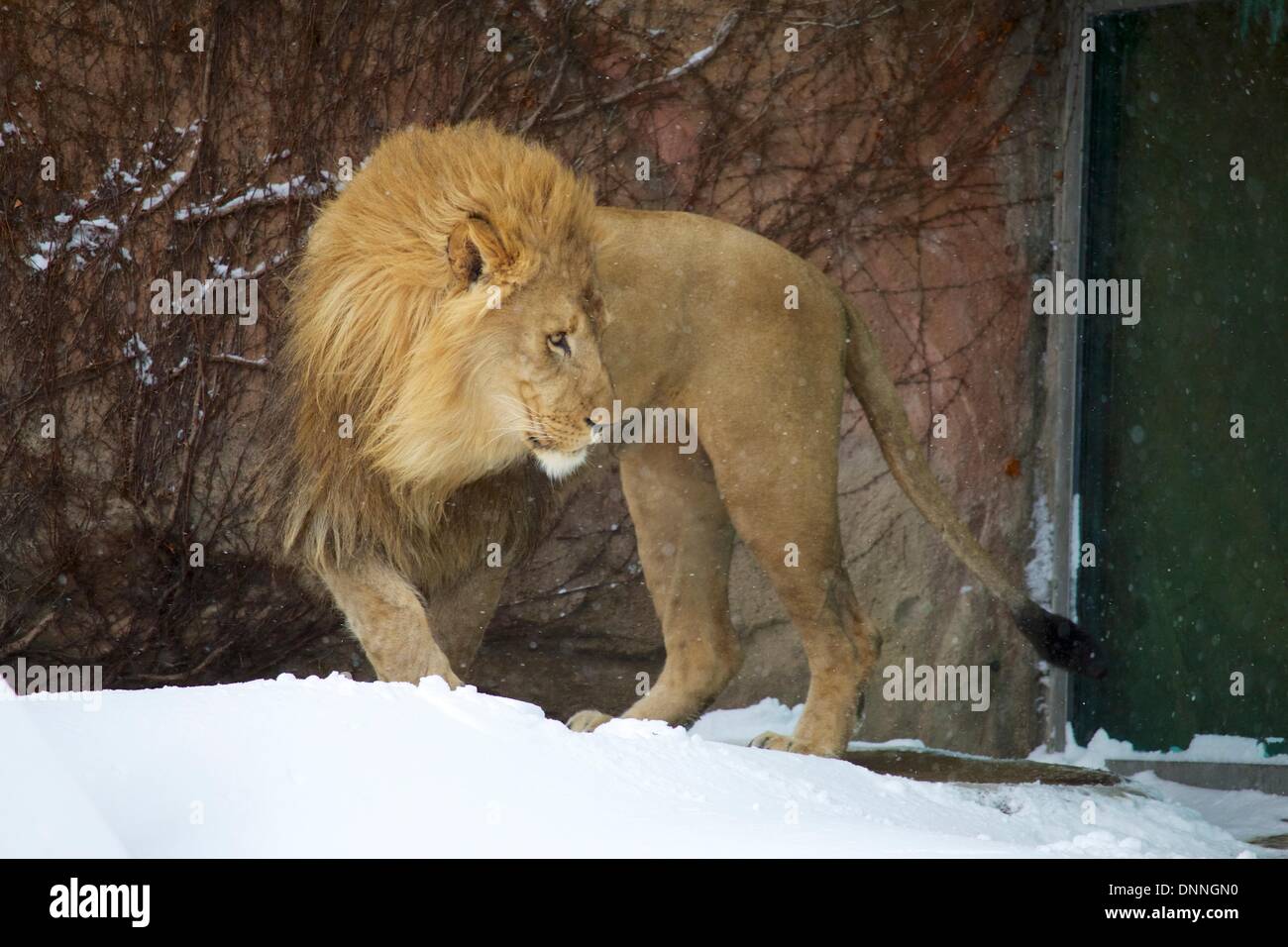 Chicago, Illinois, USA. 2nd January 2014. Sahar, Lincoln Park Zoo's ...