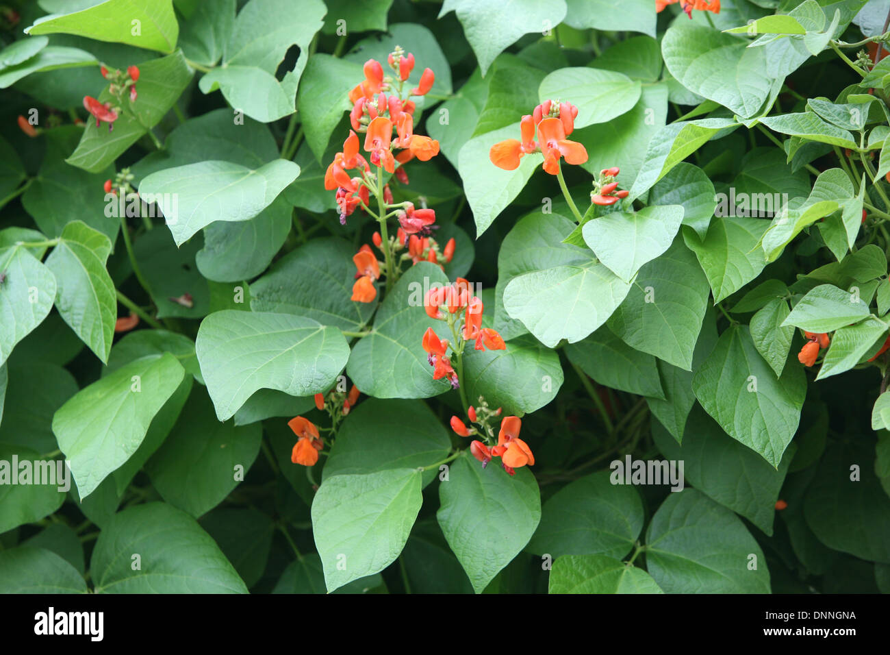 Bean flowers hi-res stock photography and images - Alamy
