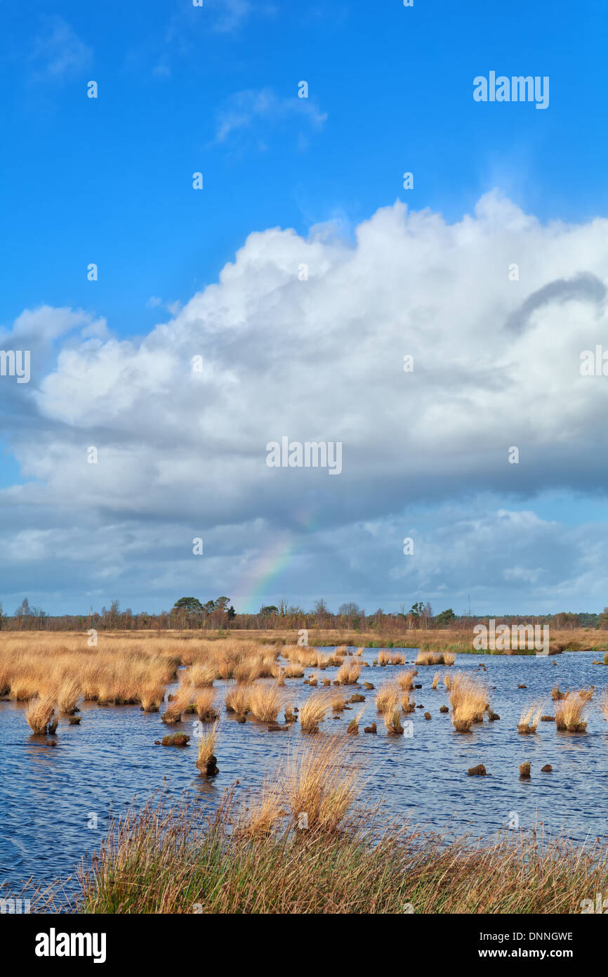 rainbow over the swamp and blue sky, Dwingelderveld, Drenthe ...