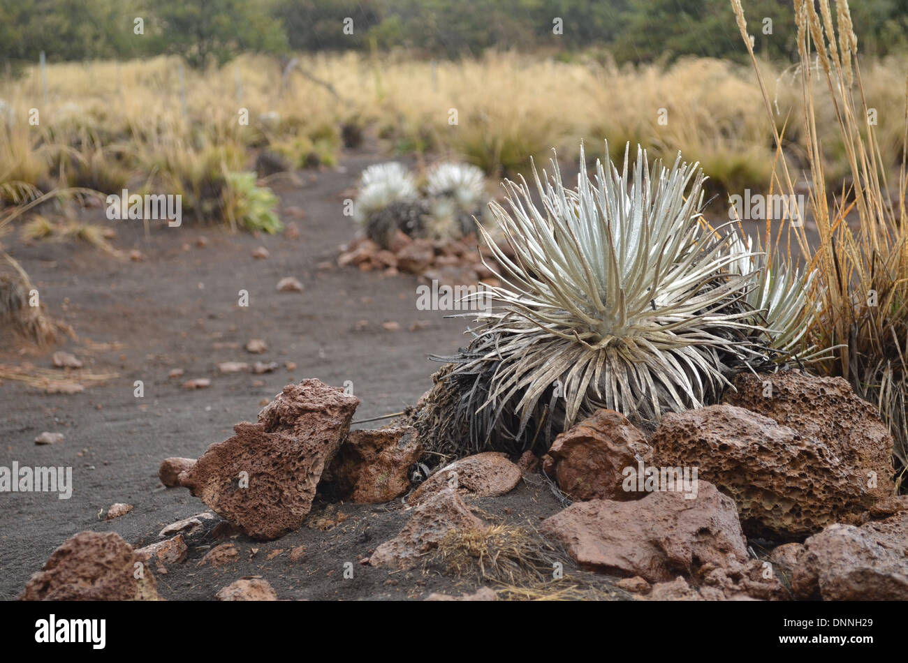 Kau Silversword, a rare plant in Hawaii Stock Photo - Alamy