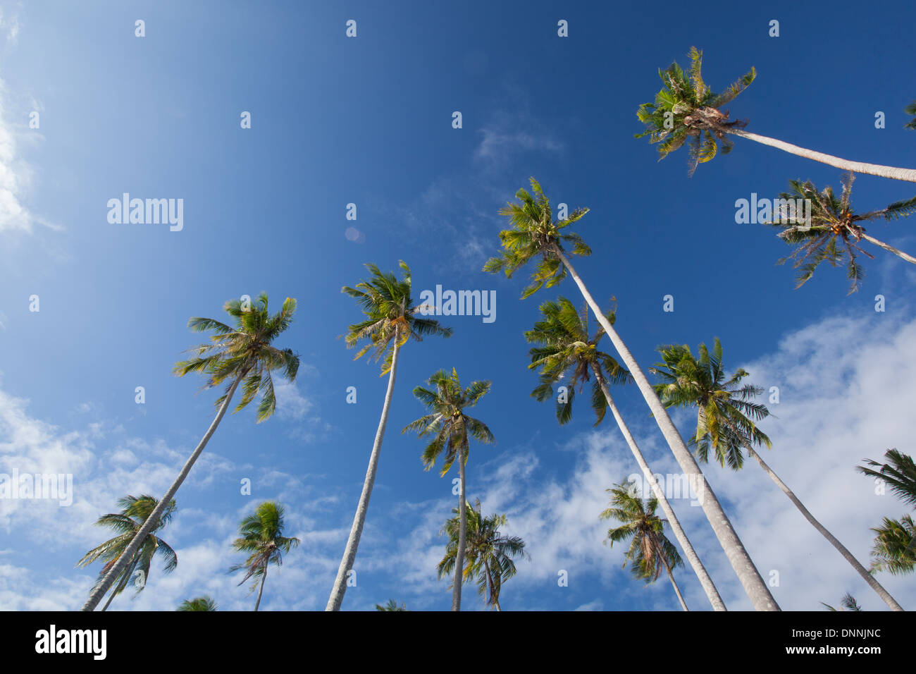 shade of coconut trees against a backdrop of clouds and the Heaven ...