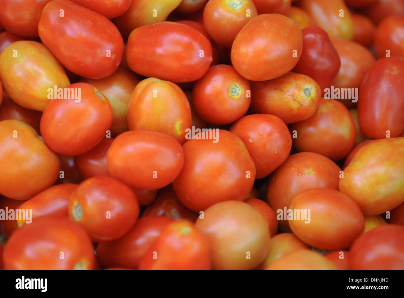 Solanaceous crop hi-res stock photography and images - Alamy