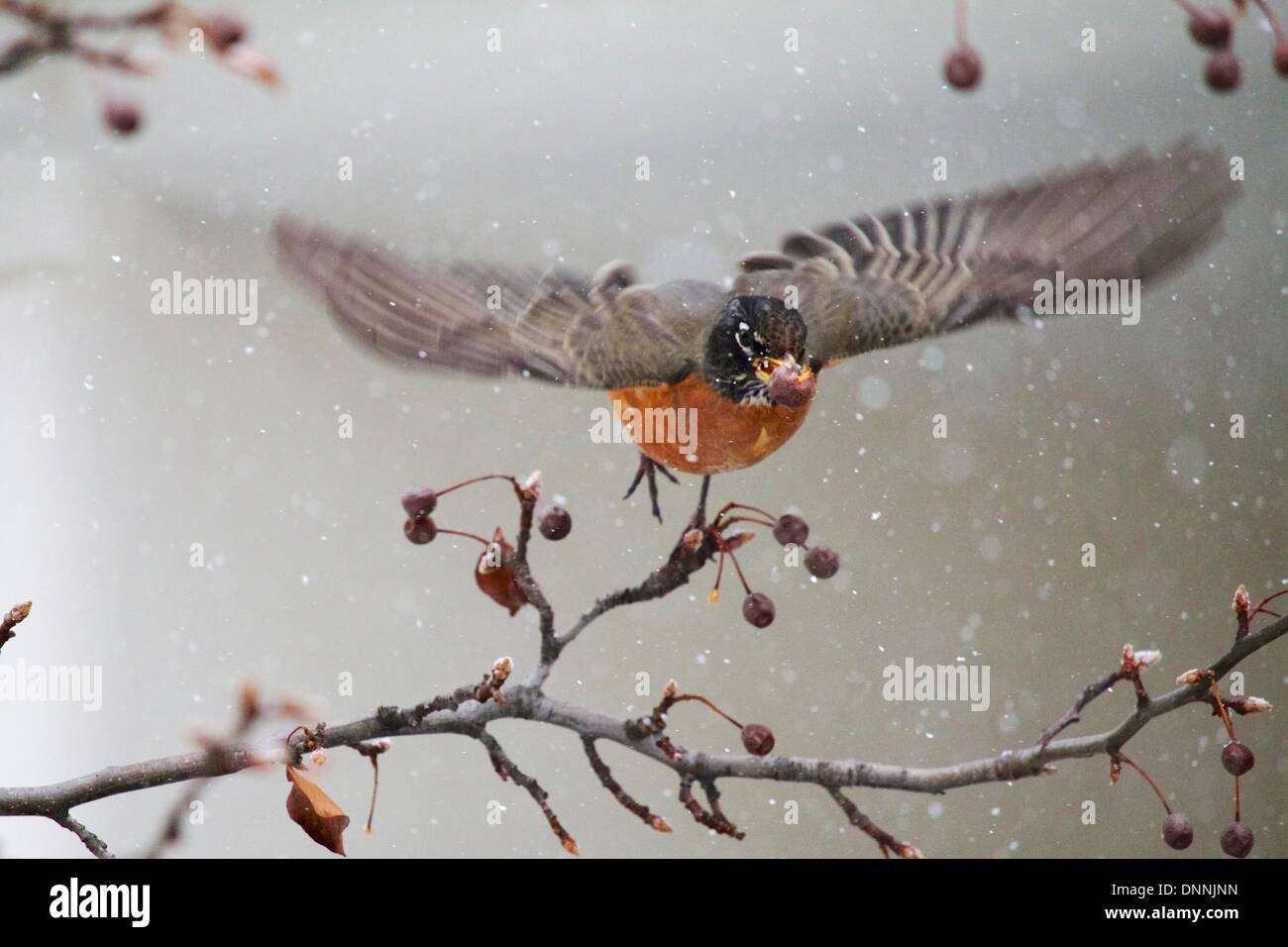 American robin flying snow hi-res stock photography and images - Alamy