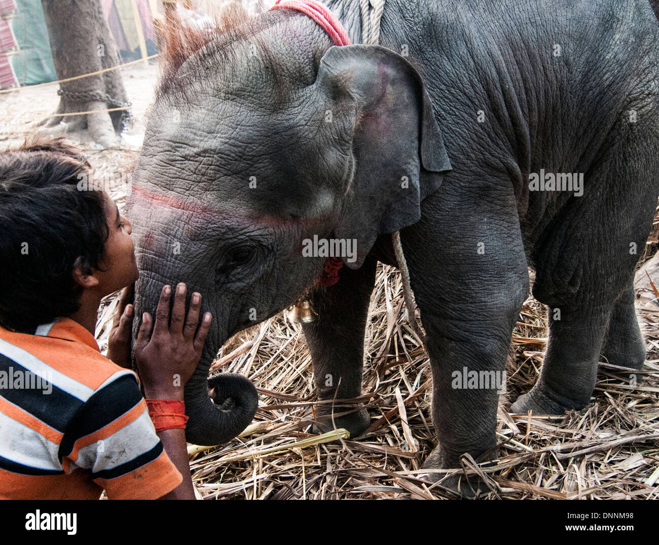 An intimate moment- a boy hugging a baby elephant Stock Photo - Alamy