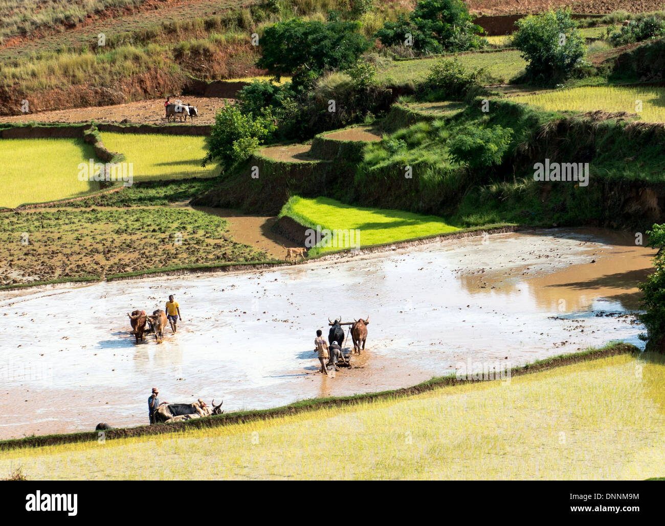 Plowing the paddy fields before the paddy transplant Stock Photo - Alamy
