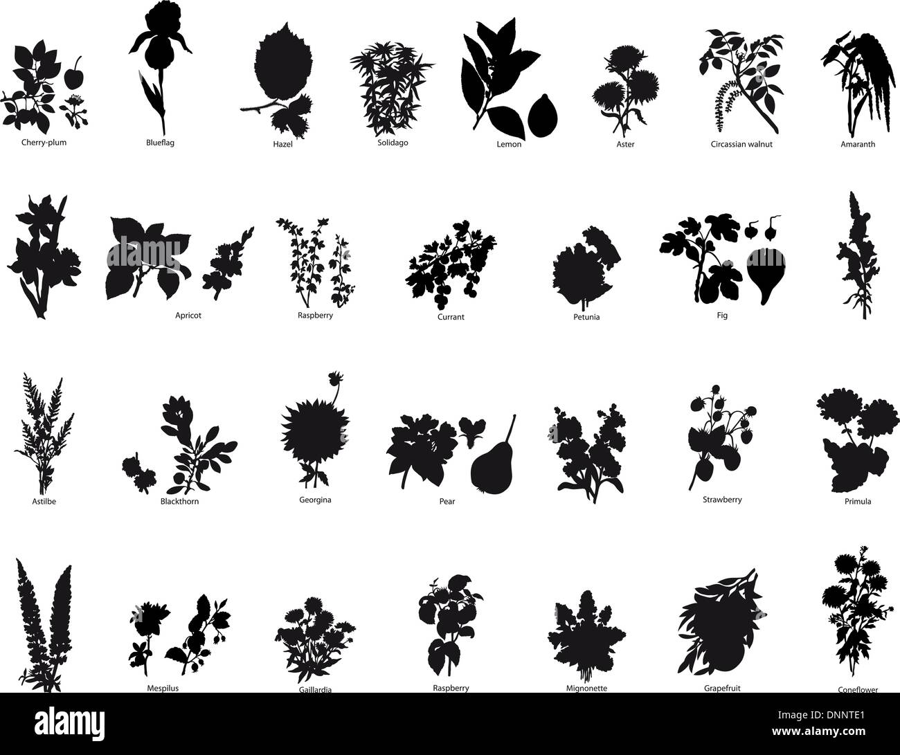Collection of different vector berries and flowers Stock Vector Image ...