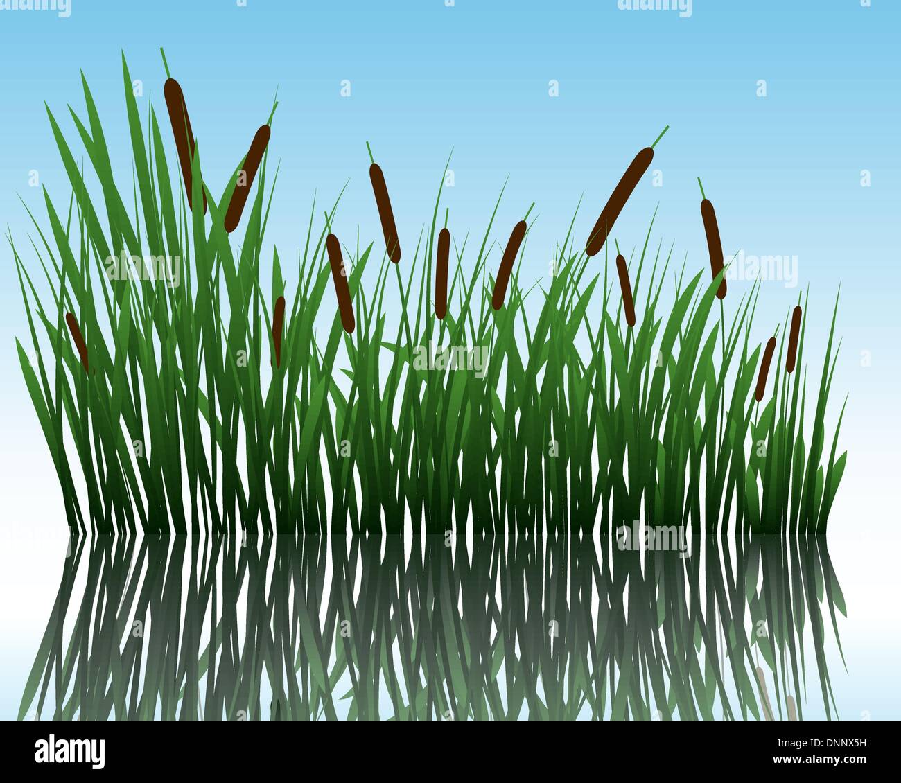 Vector grass silhouettes background with reflection in water. All ...