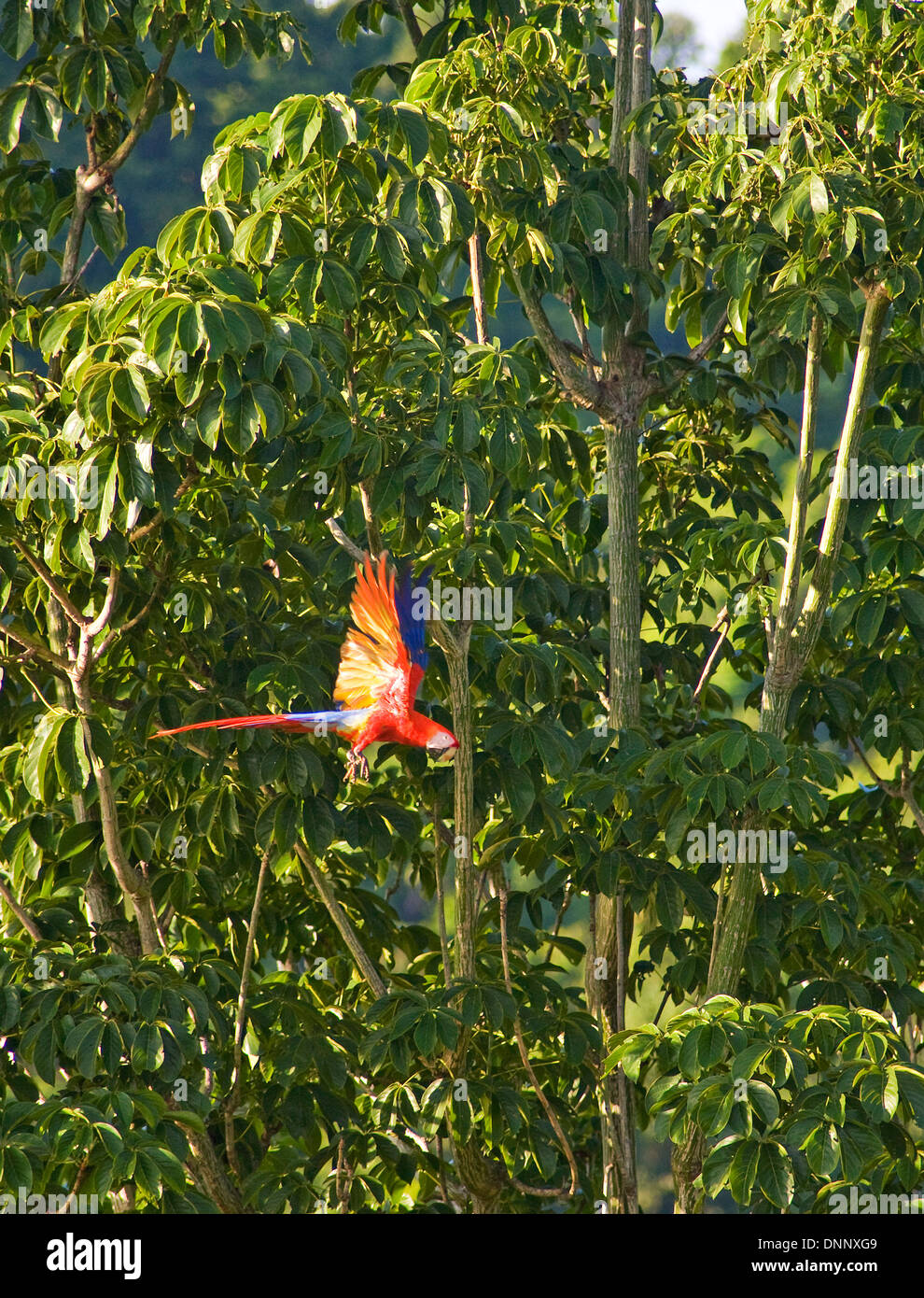 Scarlet macaws in flight Stock Photo - Alamy