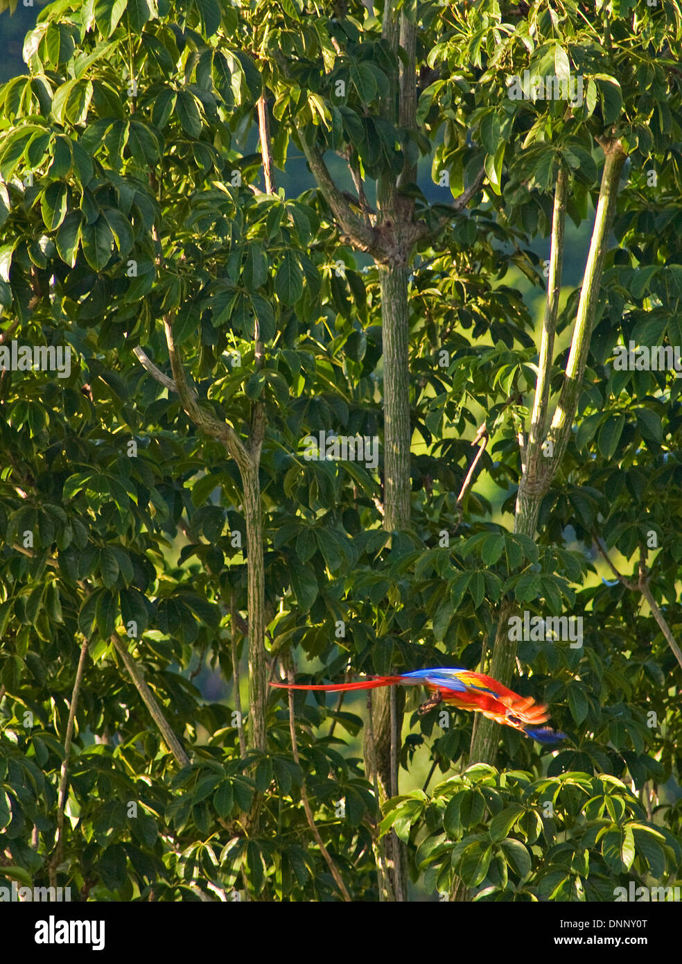 Scarlet macaws in flight Stock Photo - Alamy