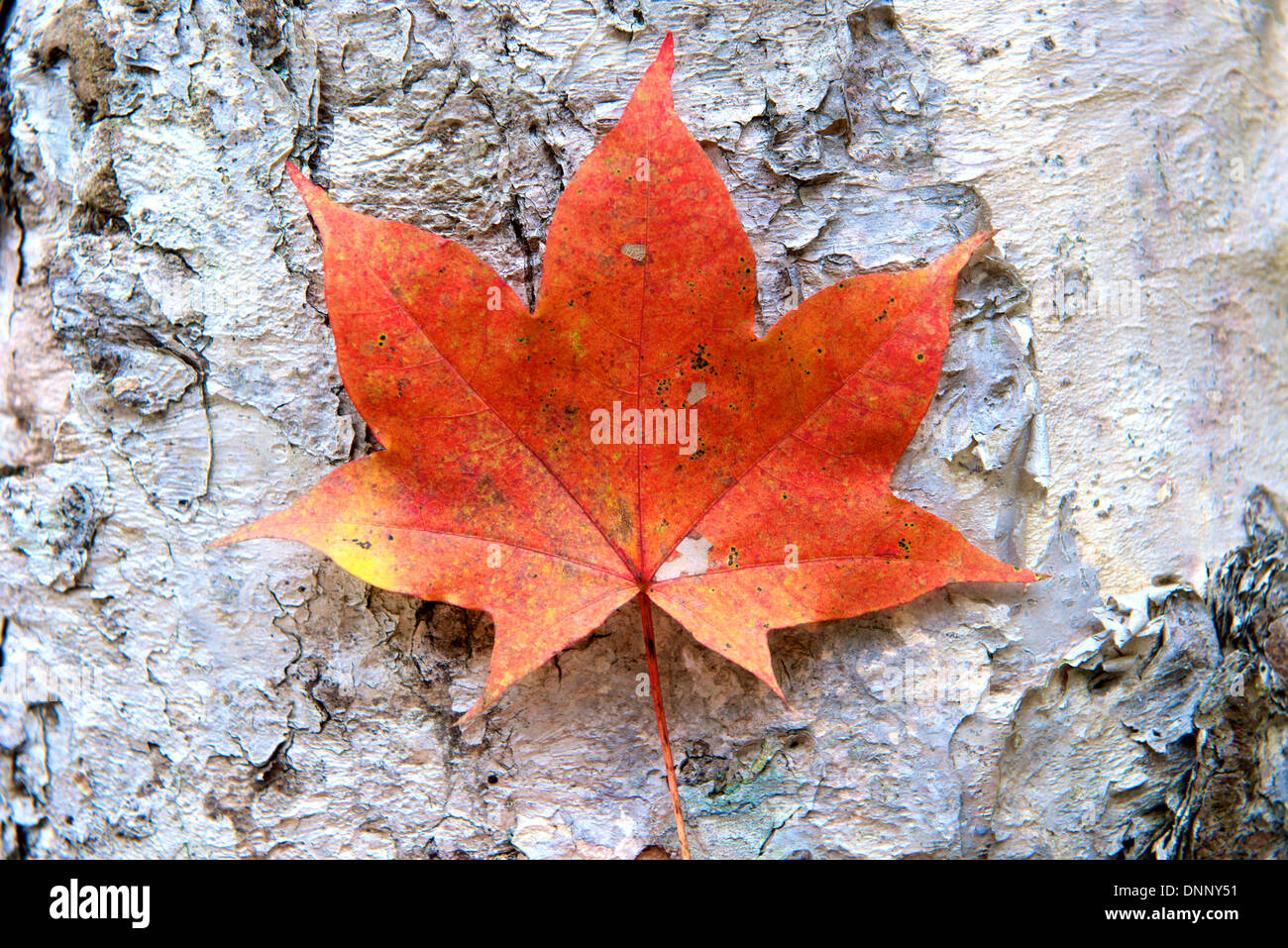 China liaoning red hi-res stock photography and images - Alamy