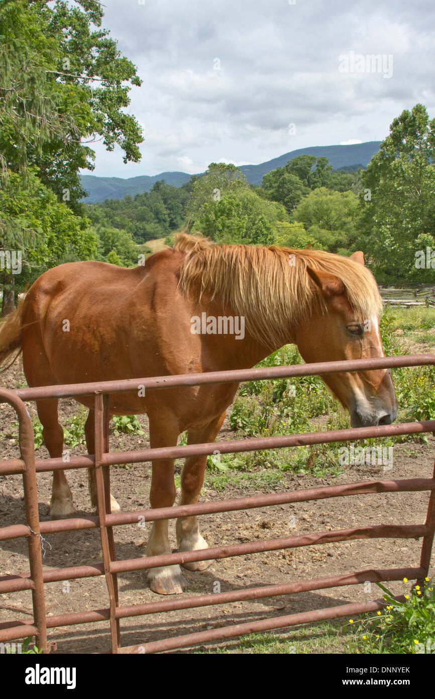 A beautiful russet farm horse on a mountain farm Stock Photo - Alamy