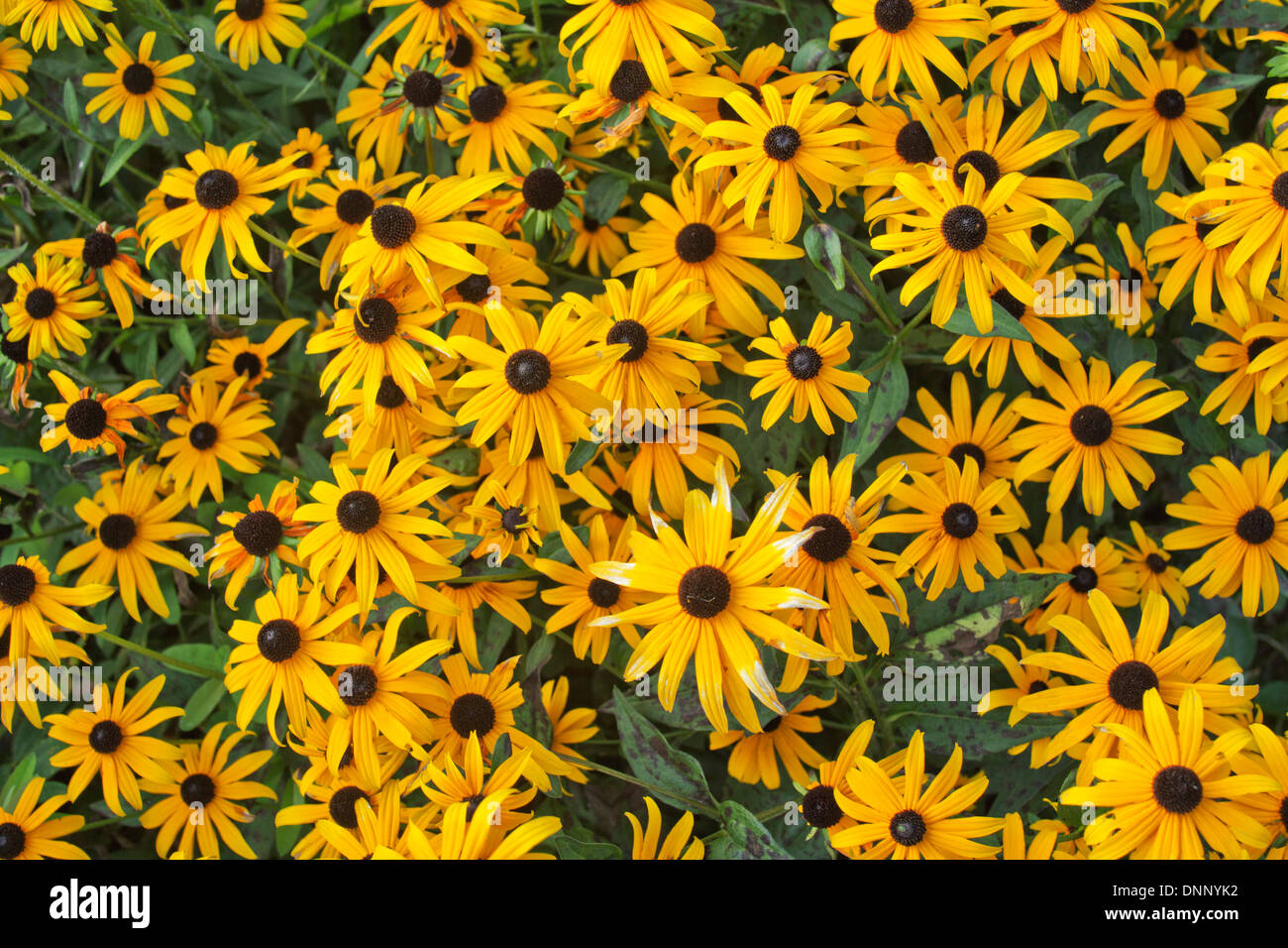 Yellow summer hi-res stock photography and images - Alamy