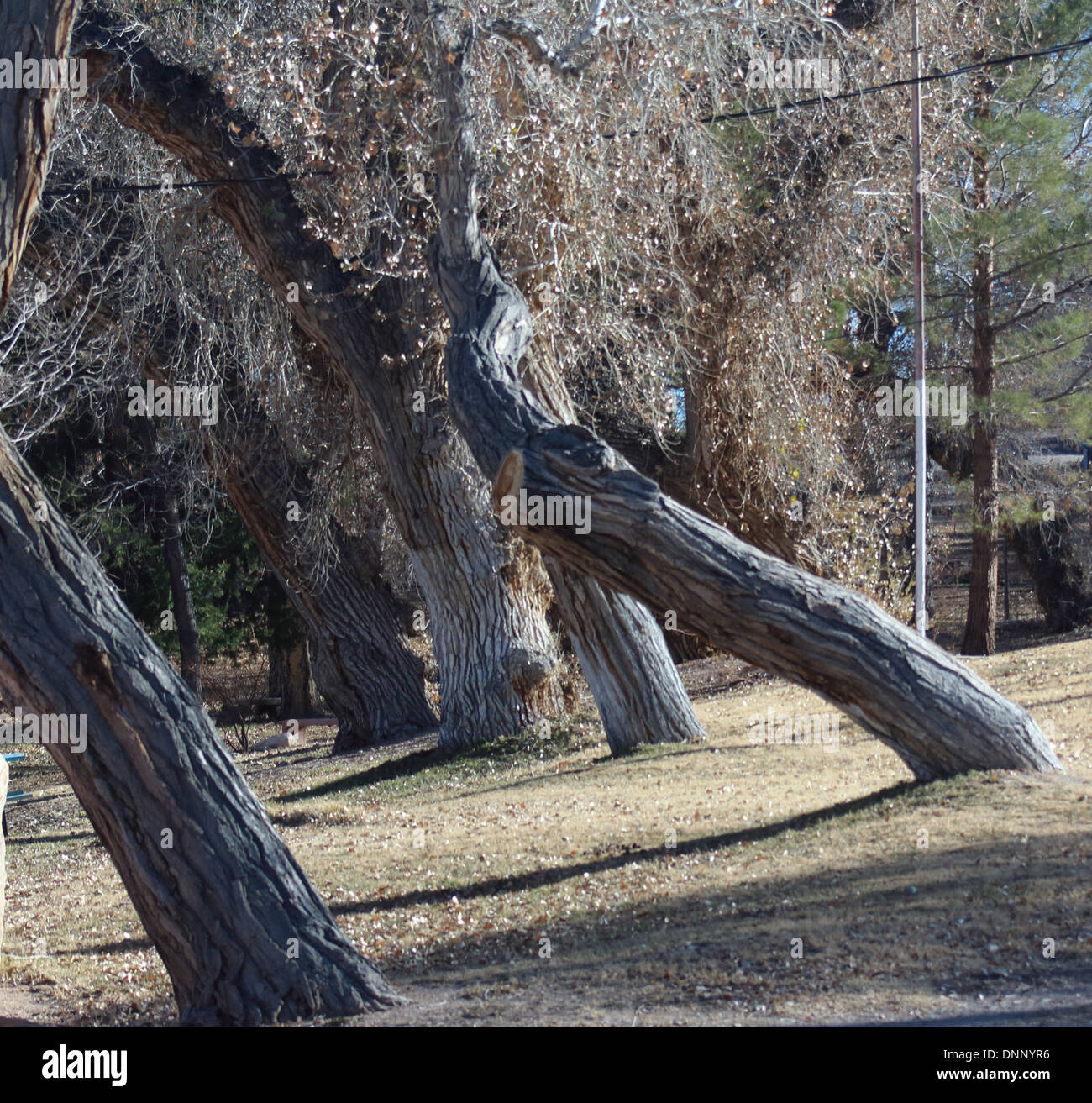 Bent trees, swaying Stock Photo - Alamy