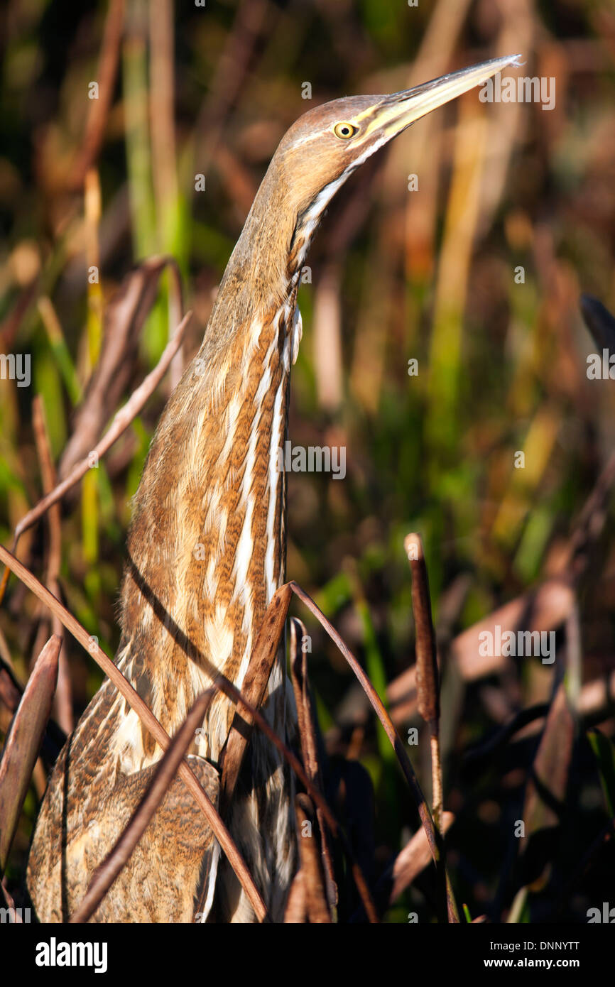 American bittern hi-res stock photography and images - Alamy