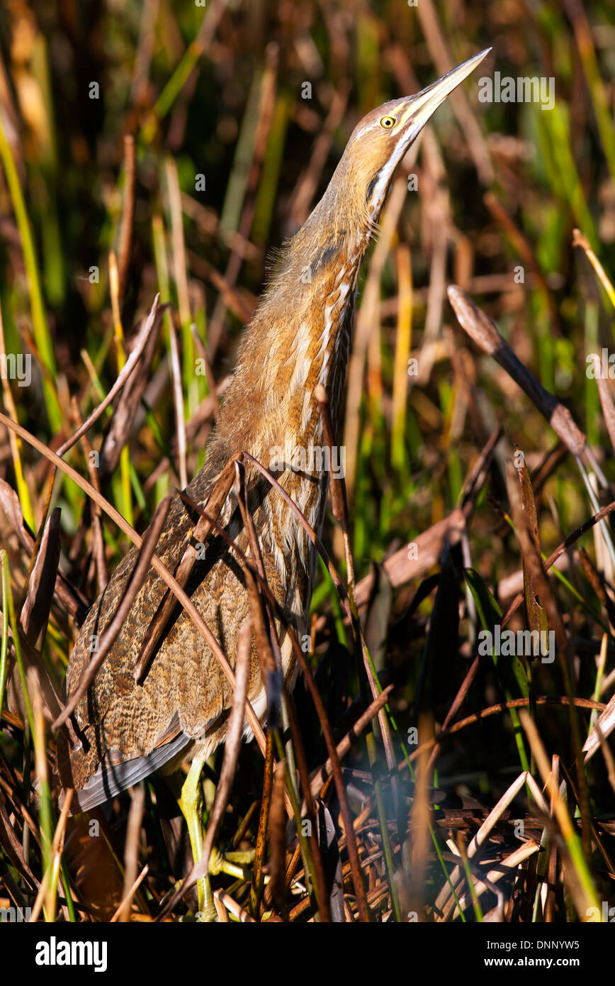 American bittern hi-res stock photography and images - Alamy