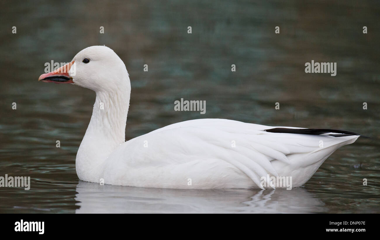 Snow Goose floating in a pond showing closeup plumage detail with water ...