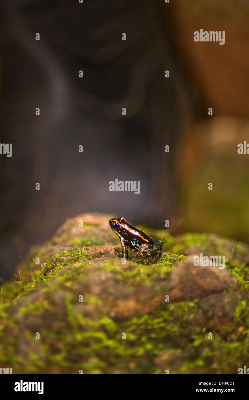 Poison dart frog, Costa Rica Stock Photo - Alamy