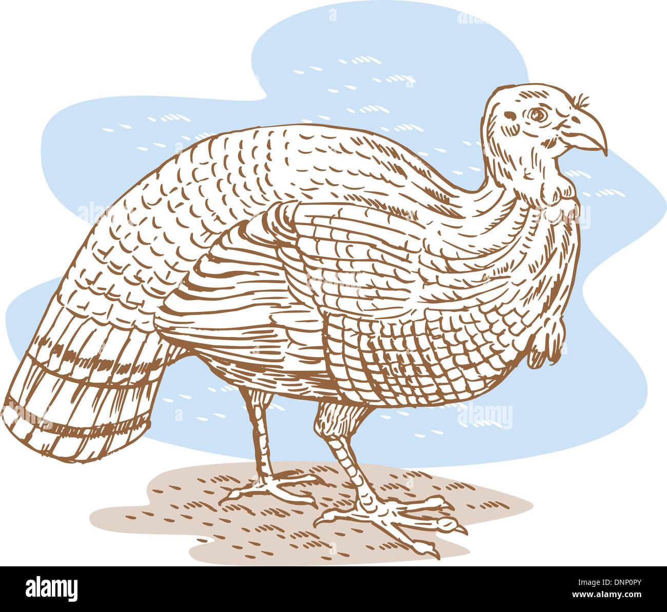 Illustration of a turkey viewed from the side Stock Vector Image & Art ...