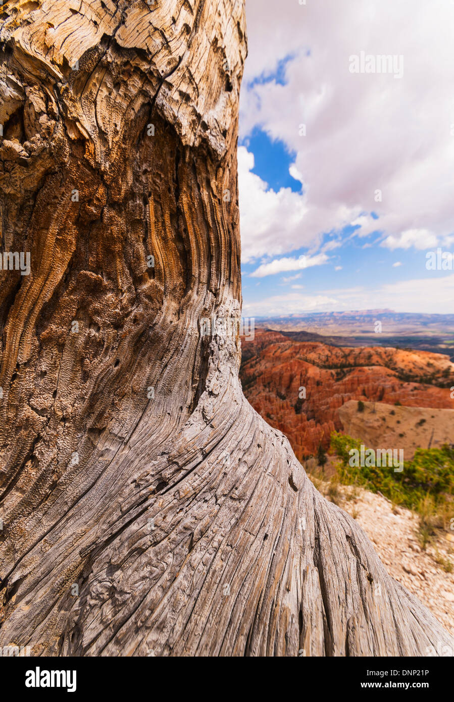 USA, Utah, Bryce Canyon, Eroded tree, landscape in background Stock ...