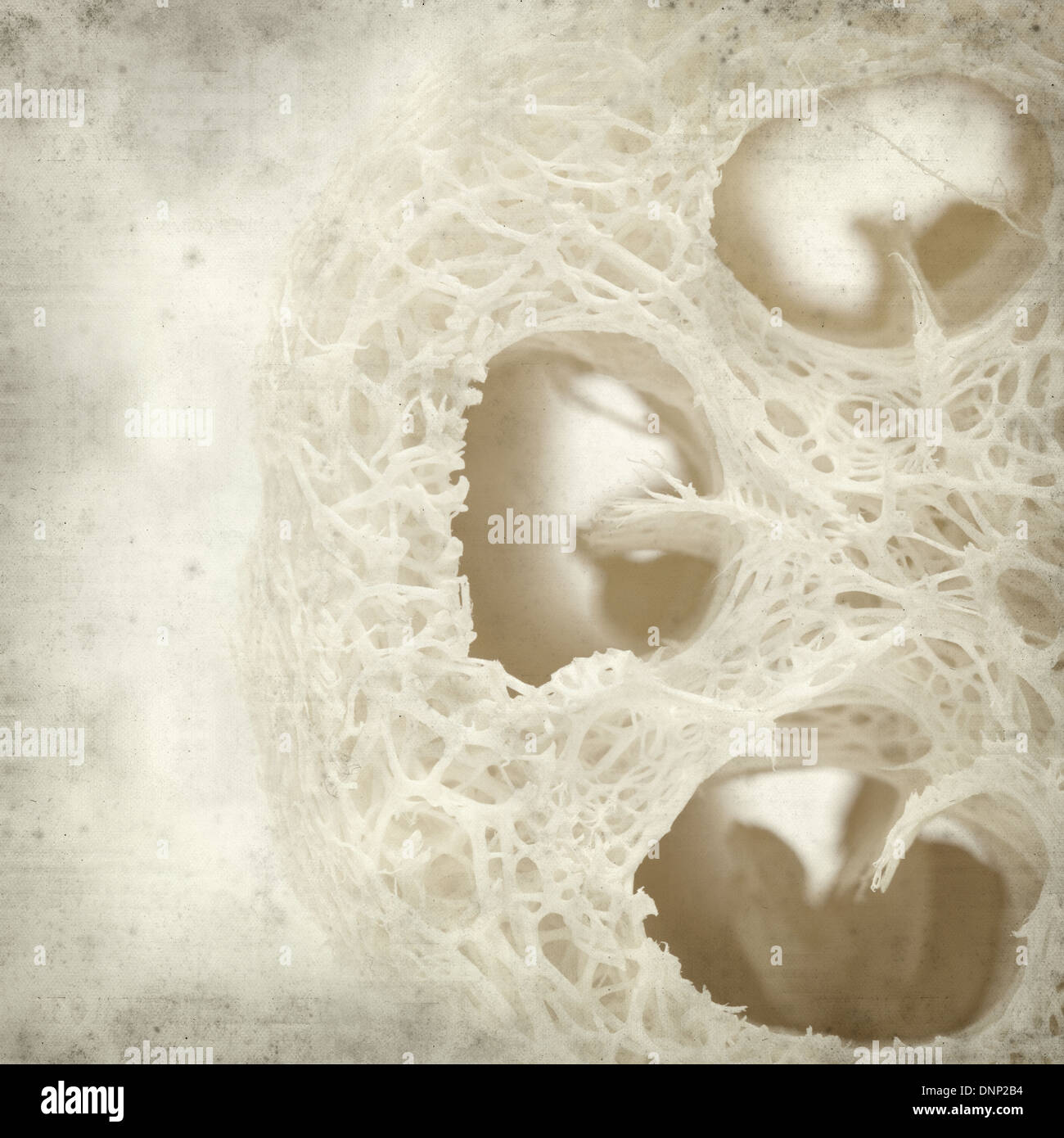 Old loofah hi-res stock photography and images - Alamy