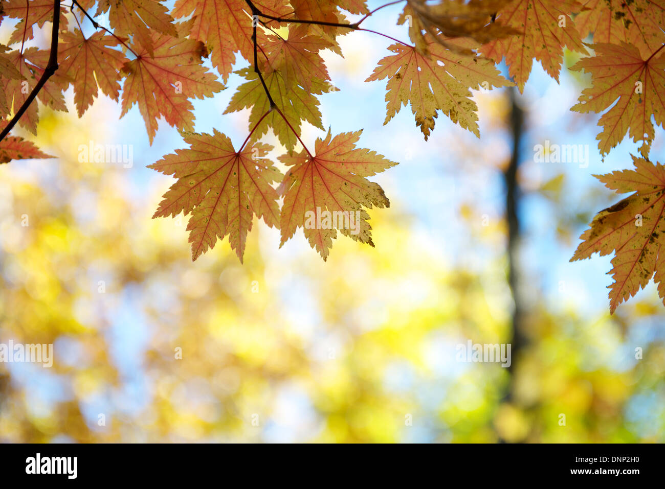 China maple hi-res stock photography and images - Alamy