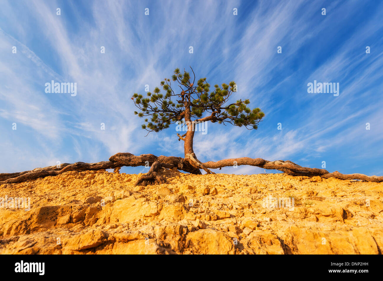 Tree on top of rock hi-res stock photography and images - Alamy