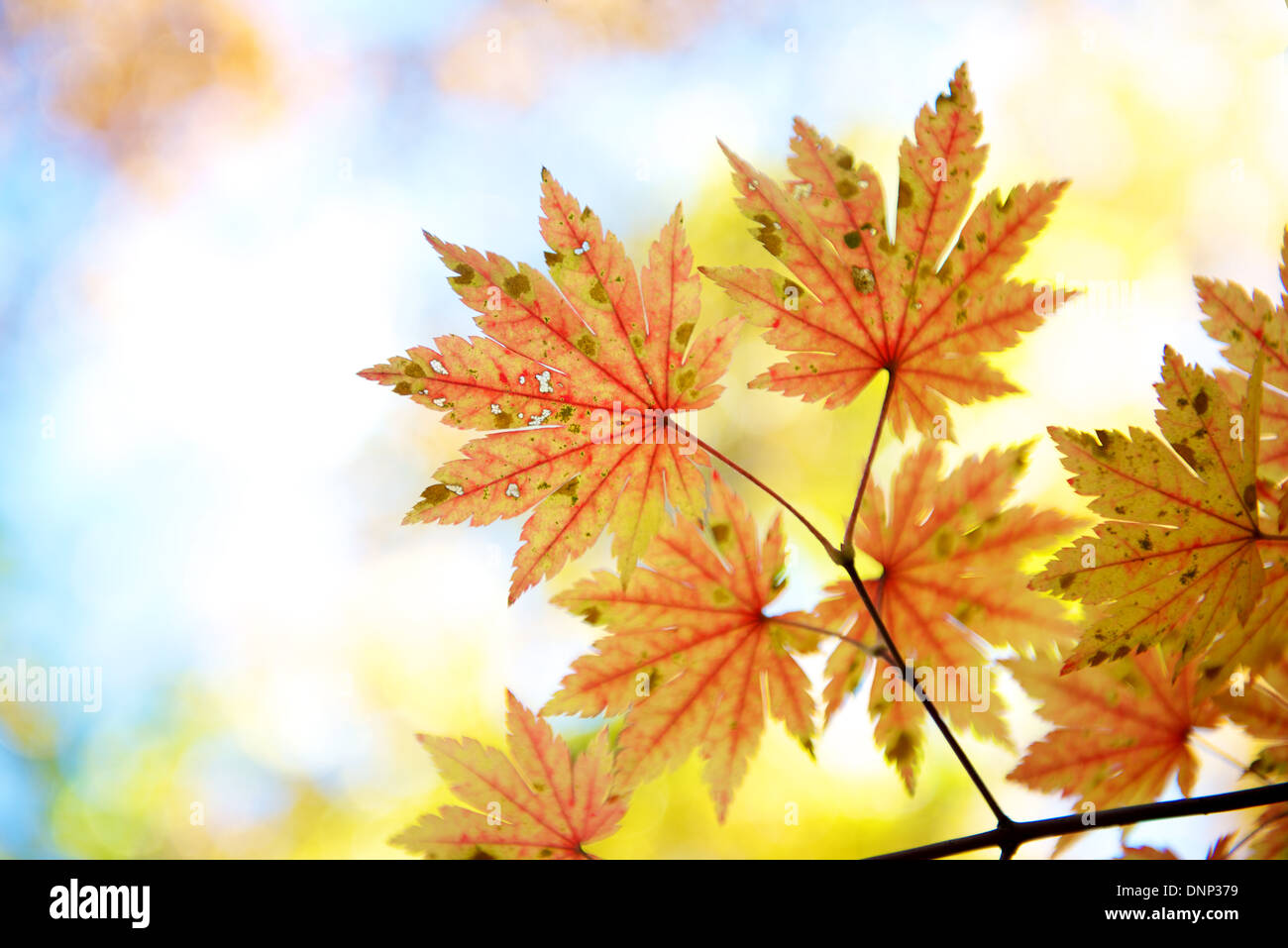 China maple hi-res stock photography and images - Alamy