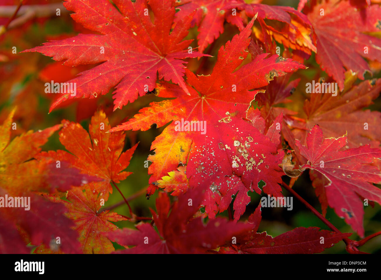Beautiful red maple leaves in Liaoning China Stock Photo - Alamy