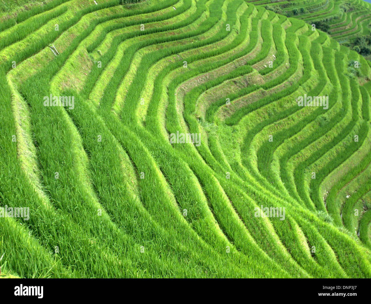 Longji rice terraces dazhai village hi-res stock photography and images ...