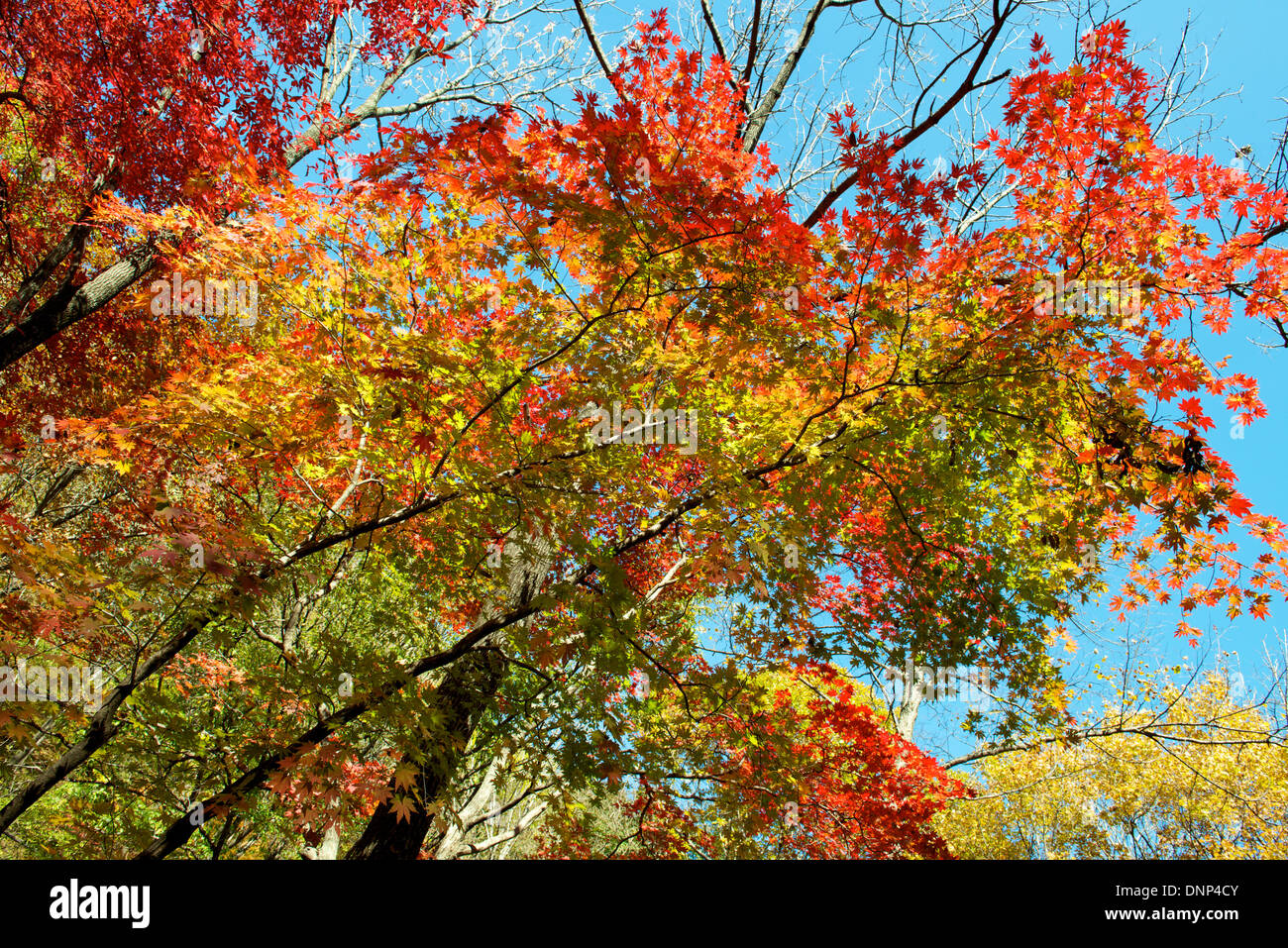 Colorful maple leaf background in autumn, Liaoning China Stock Photo ...