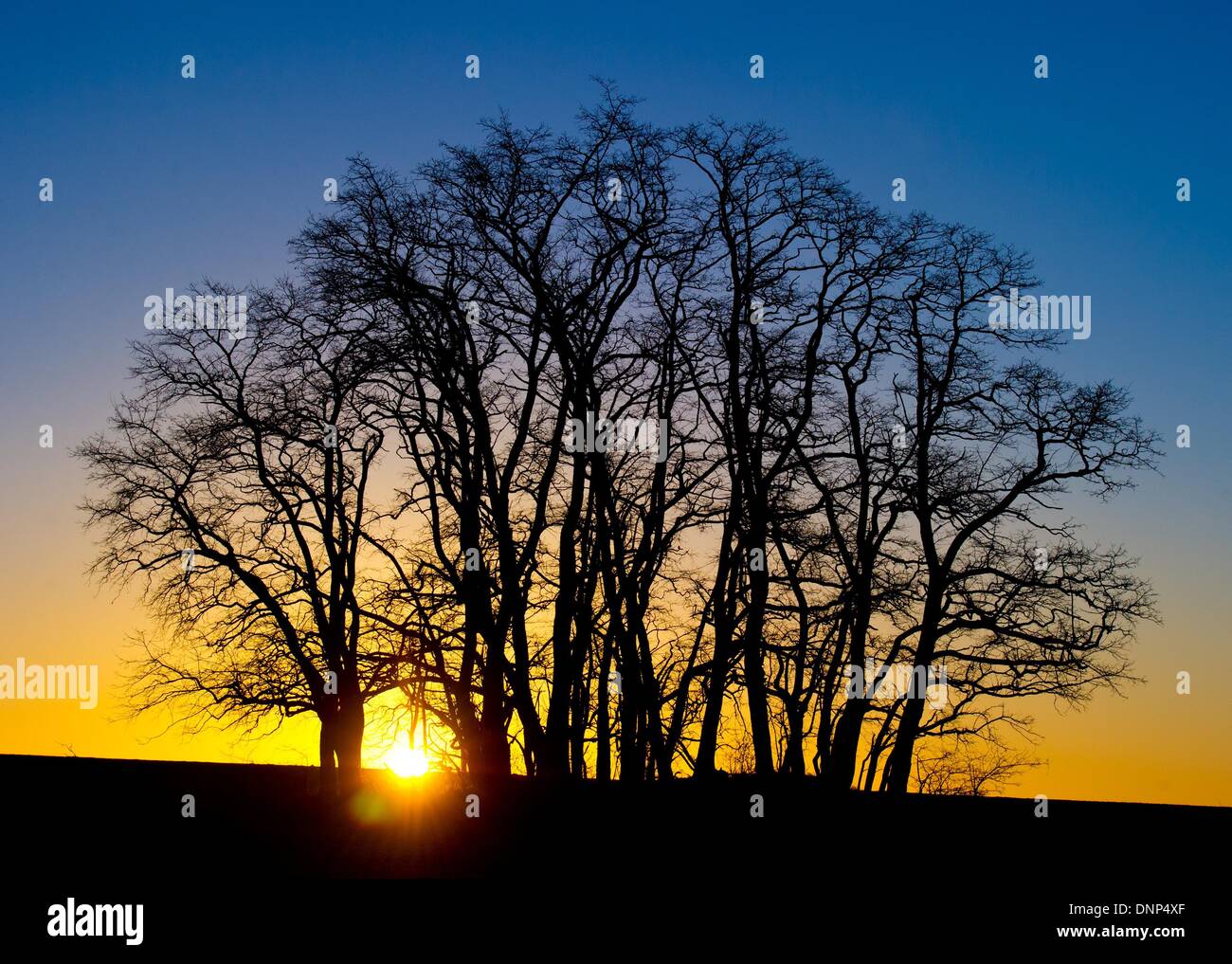 Jacobsdorf, Germany. 03rd Jan, 2014. The rising sun shines through locust trees near Jacobsdorf ...