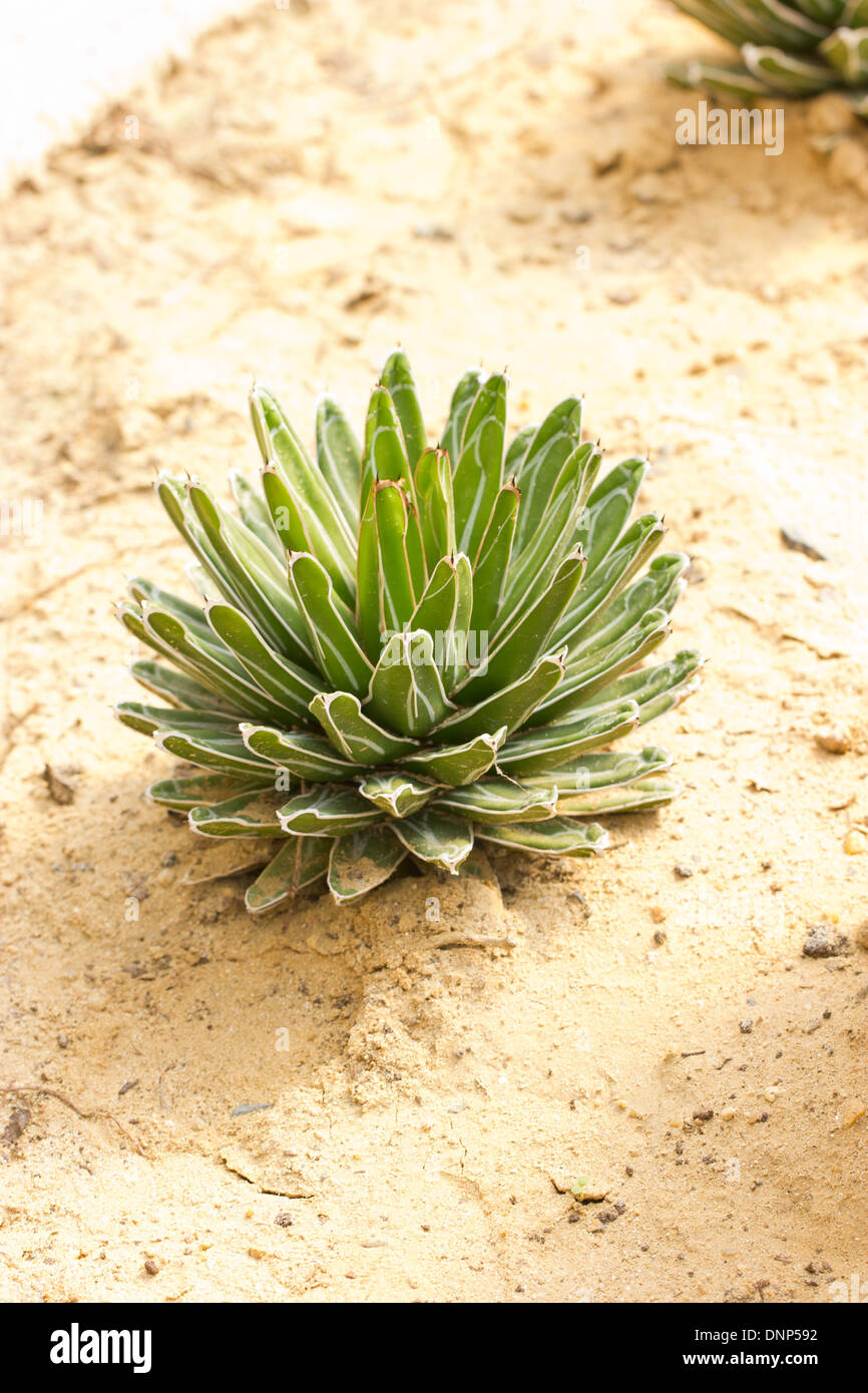 Succulents cactus forest hi-res stock photography and images - Alamy