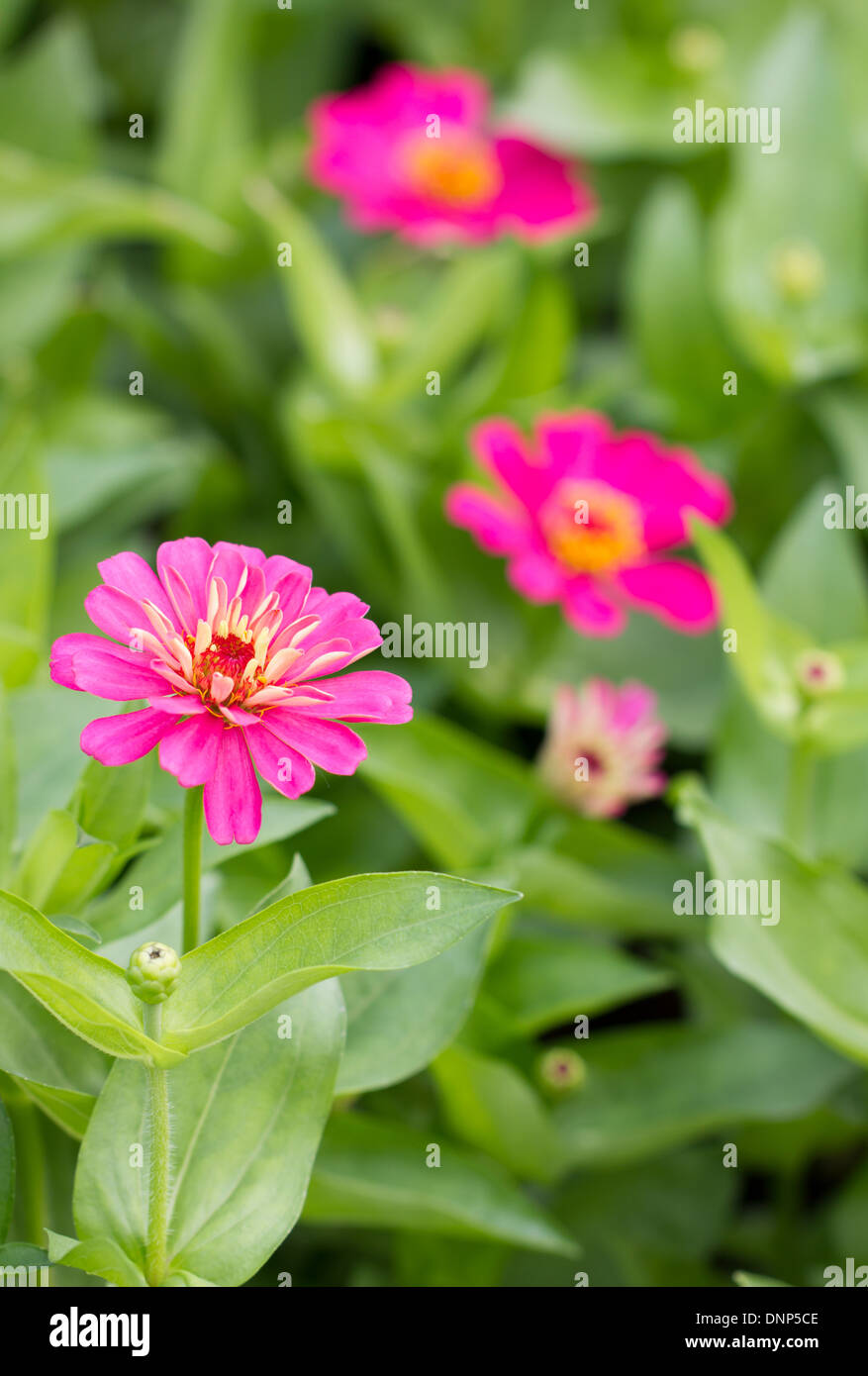 zinnia elegans flowers Stock Photo - Alamy