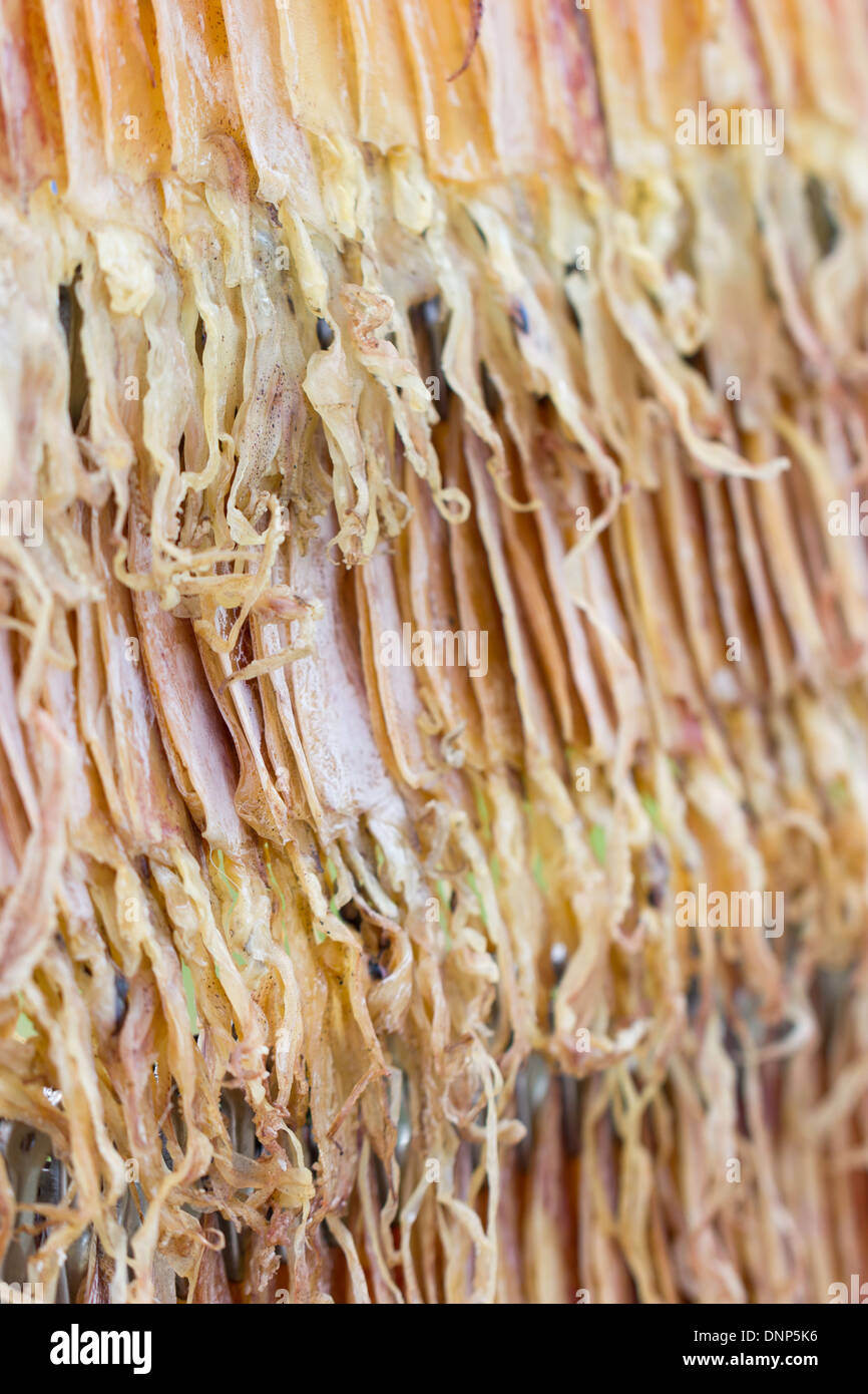 Cephalopoda squids hi-res stock photography and images - Alamy