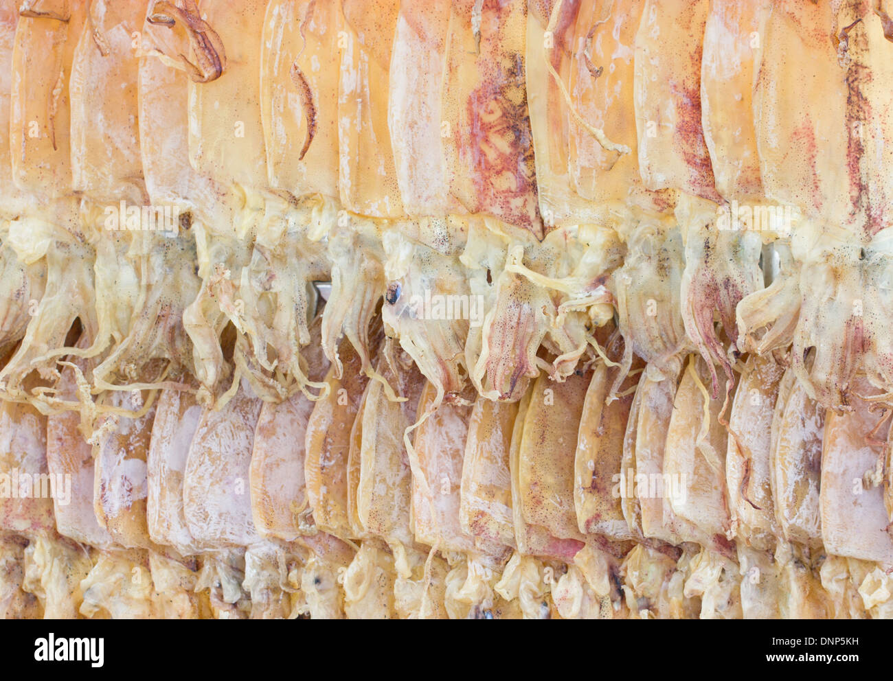Cephalopoda squids an hi-res stock photography and images - Alamy