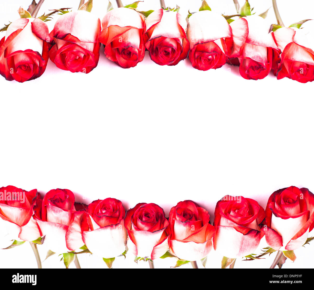 Red roses in a row Stock Photo - Alamy