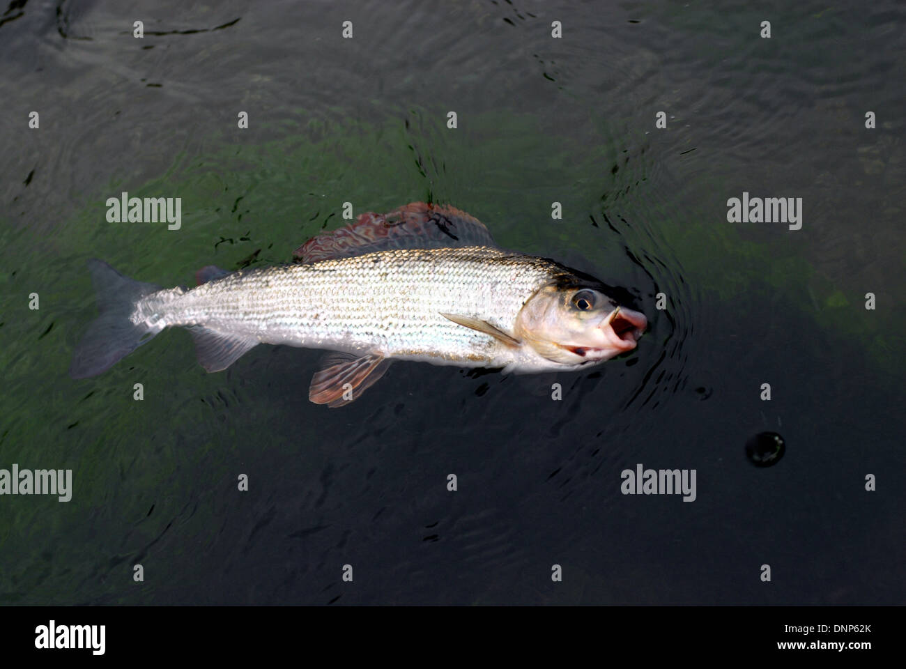 Greyling Fishing, (Thymallus thymallus Stock Photo - Alamy