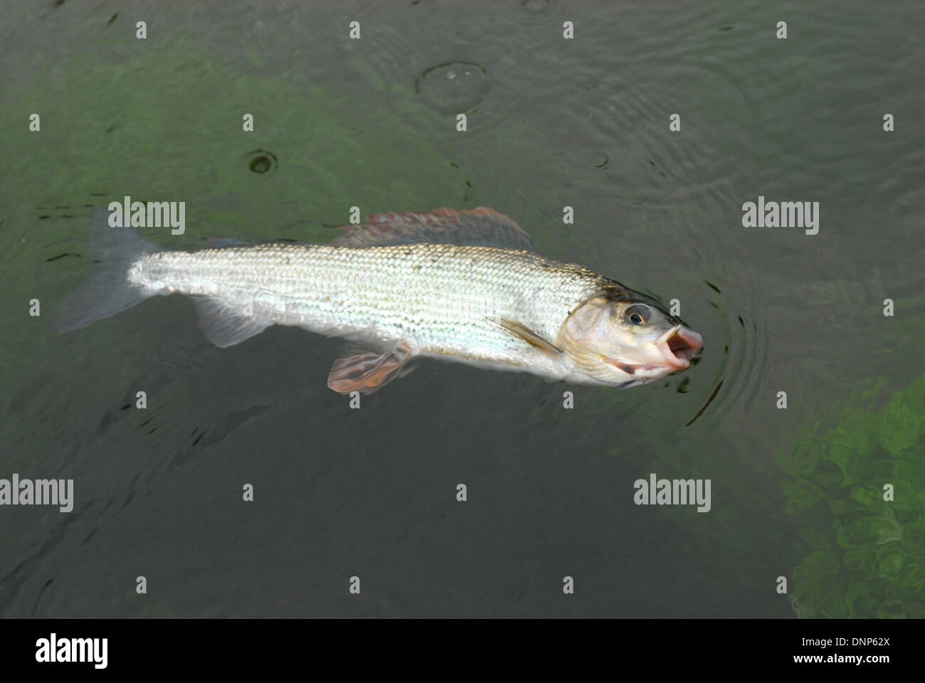 Greyling Fishing, (Thymallus thymallus Stock Photo - Alamy