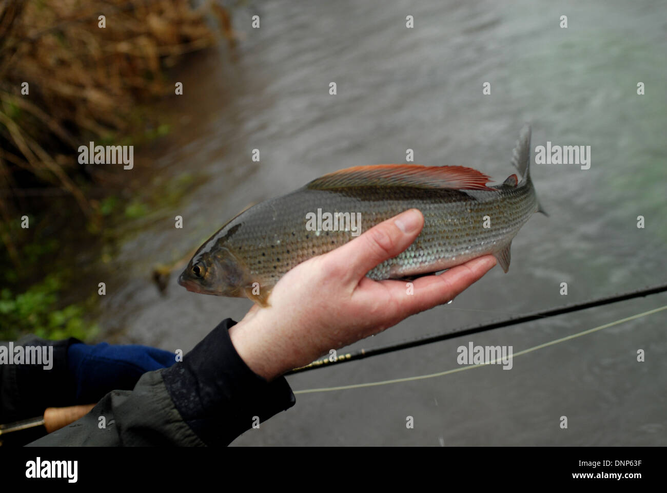 Greyling fishing hi-res stock photography and images - Alamy
