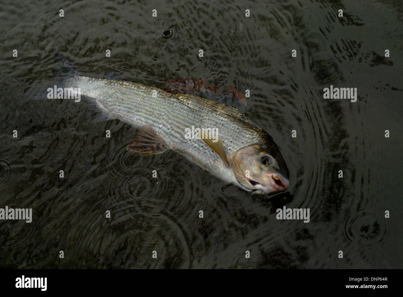 Greyling Fishing, (Thymallus thymallus Stock Photo - Alamy