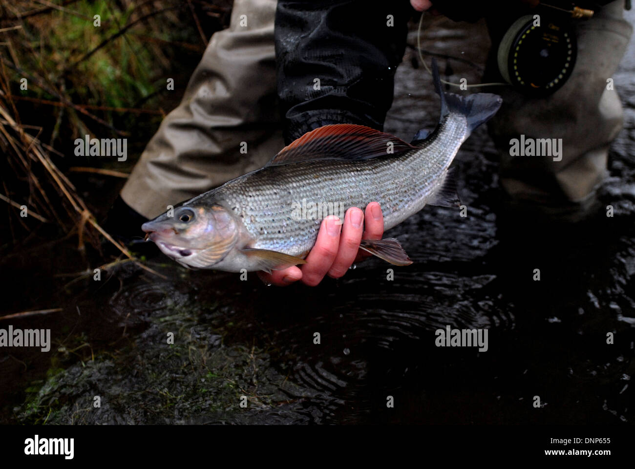 Greyling Fishing, (Thymallus thymallus Stock Photo - Alamy