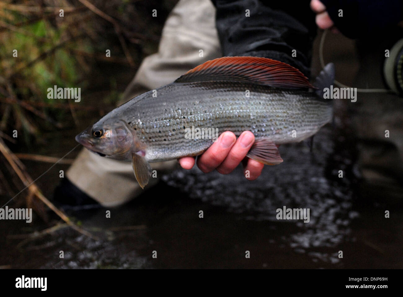 Greyling Fishing, (Thymallus thymallus Stock Photo - Alamy